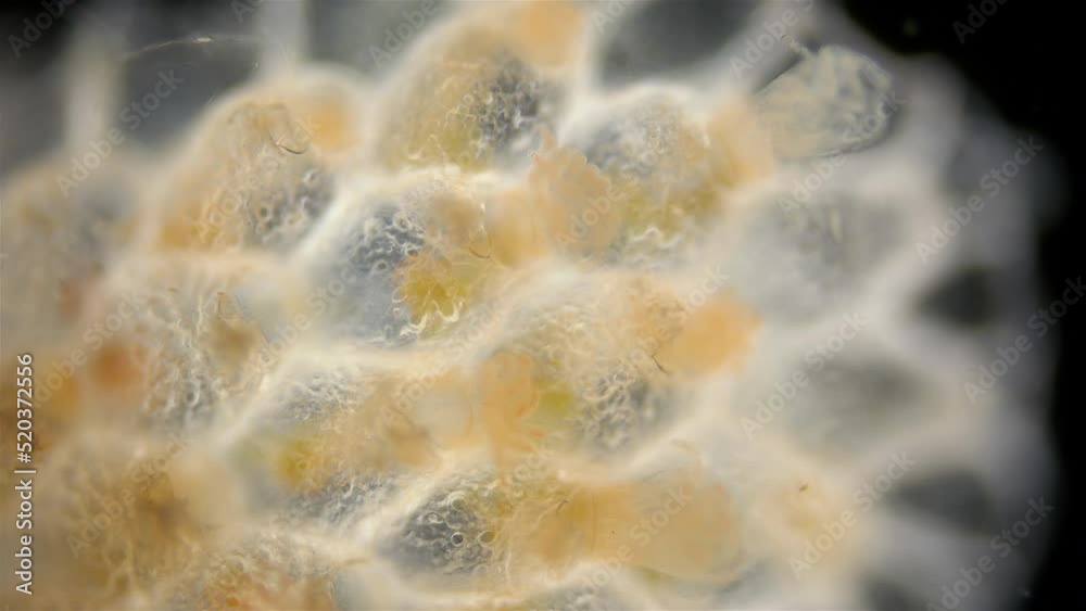 Vidéo Stock Colony of bryozoans from the class Gymnolaemata under a ...