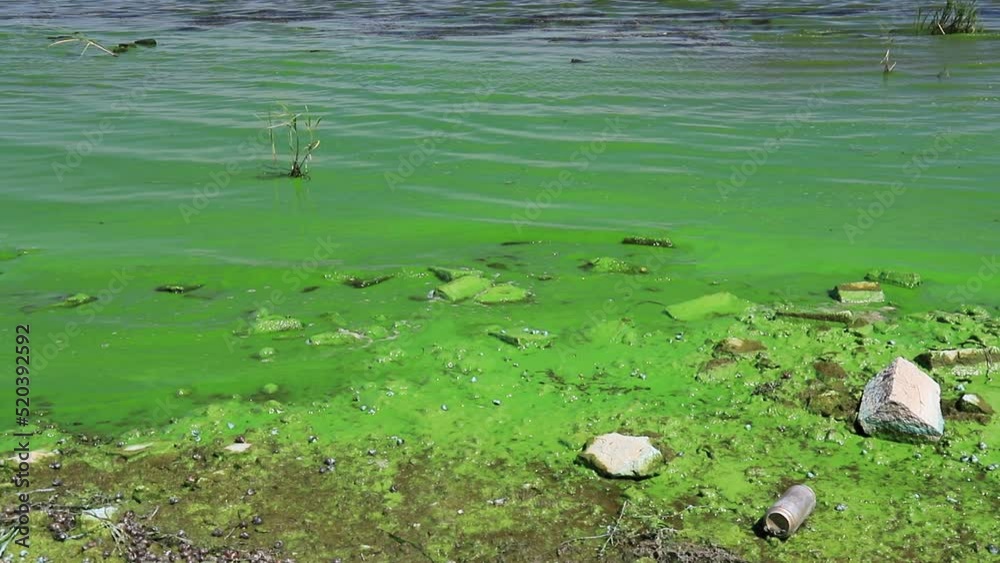 Water covered with green algae. River green algae bloom background ...