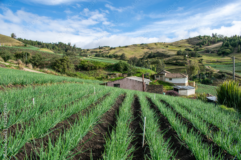 Casa campesina rodeada de cultivos de cebolla junca, criolla, papa y ...