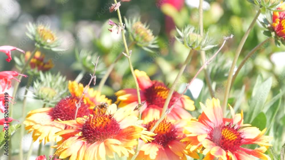 Honey bee collecting wild flower pollen, garden lea, spring medow ...
