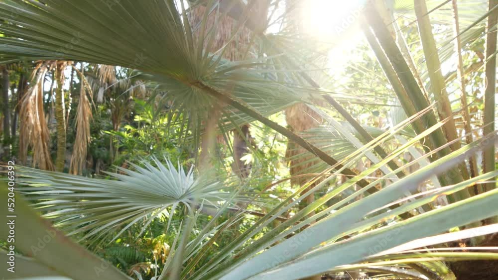 Juicy lush foliage of tropical trees in sunny jungle forest or exotic ...