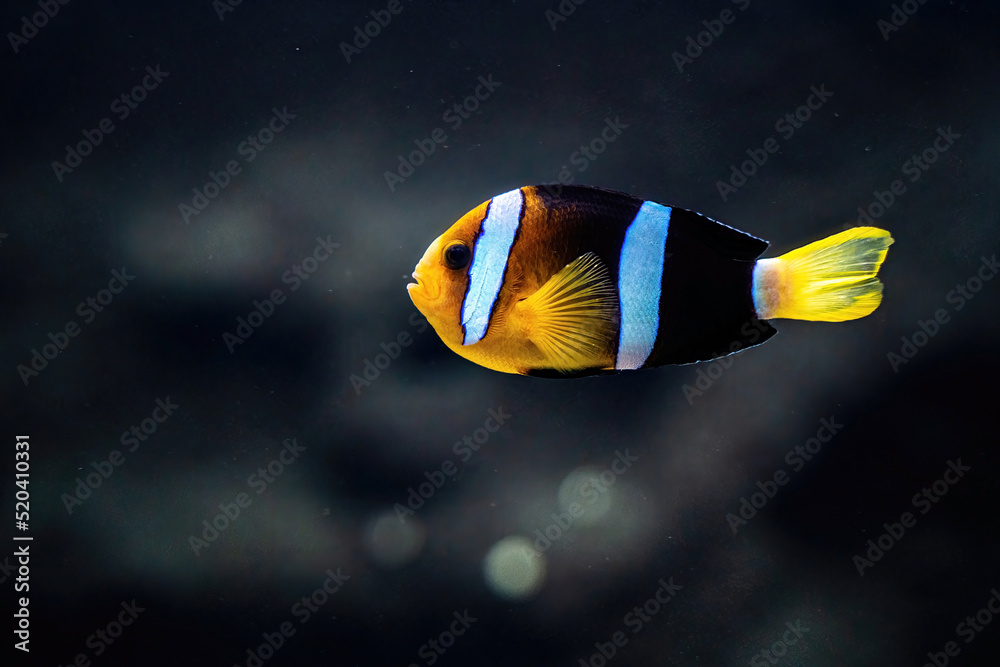 Sebae clownfish or Amphiprion sebae swimming in the sea, also known as ...