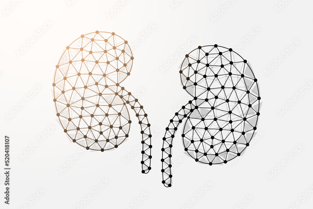 Kidneys 3d low poly symbol with connected dots. Urinary, human ...