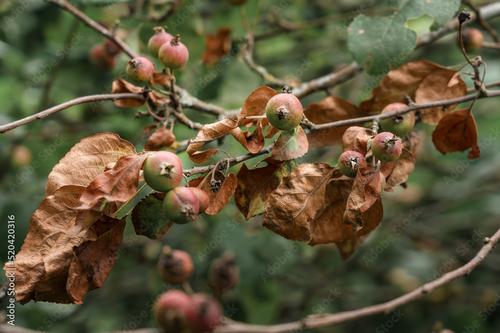 Apples rotting on branch of old tree with brown dry leaves. Plant sick ...