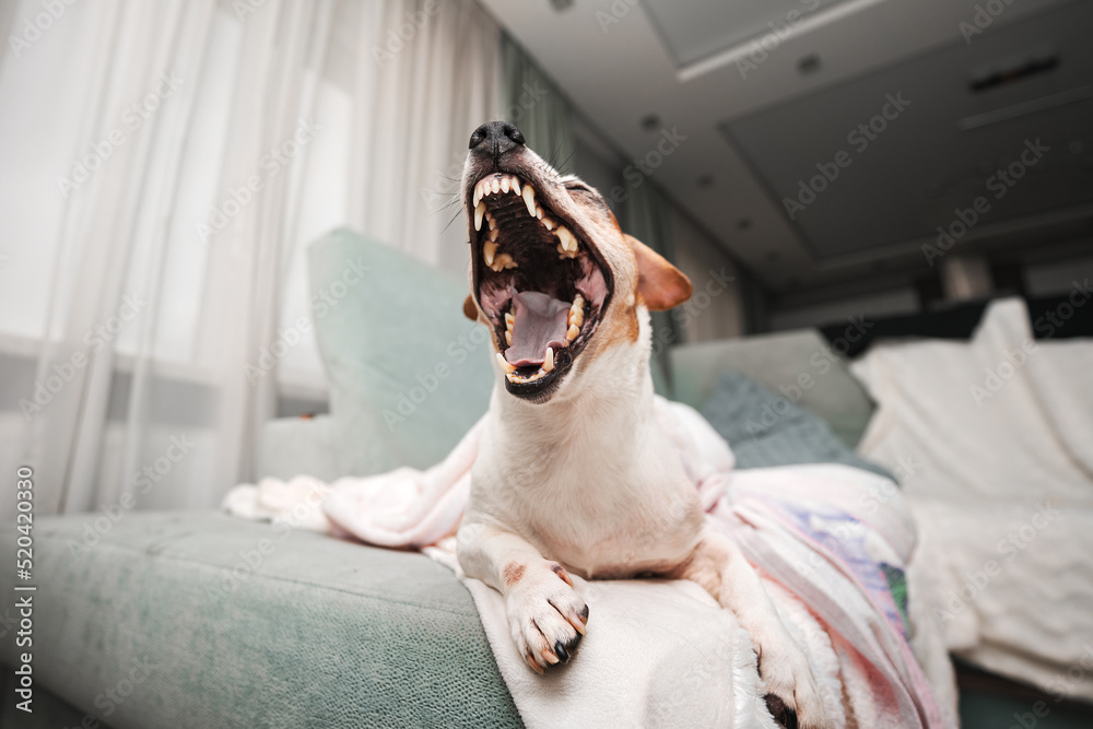 Jack russell terrier dog with broadly open mouth with sharp teeth rows ... Jack russell terrier dog with broadly open mouth with sharp teeth rows ...