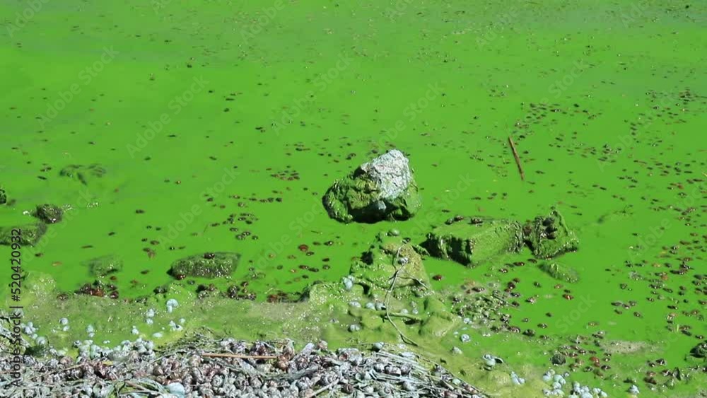 Water covered with green algae. River green algae bloom background ...