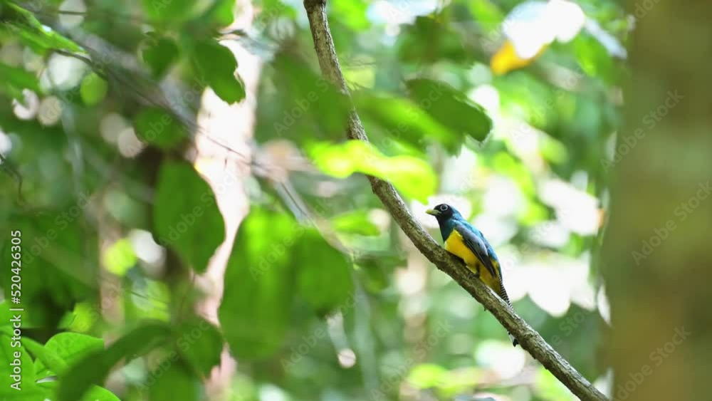 Costa Rica Birds, Black Headed Trogon (trogon melanocephalus), Tropical ...