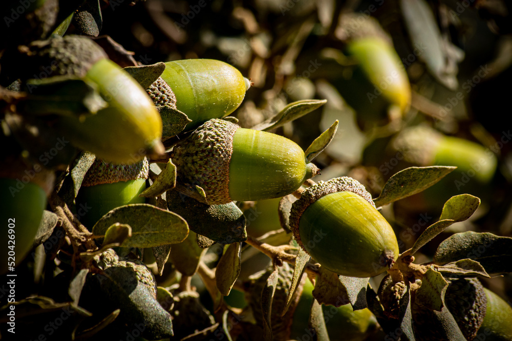 Bellotas Stock Photo | Adobe Stock