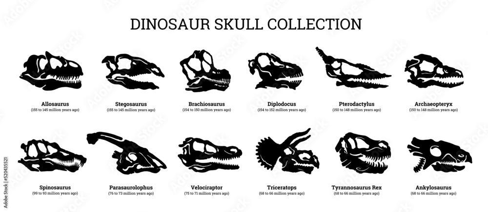 Plakat Fossil dinosaur silhouette infographics. Dino teeth skull. Bone ...