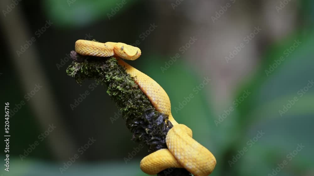 Video Stock Costa Rica Snake, Wildlife of Eyelash Viper Snake ...