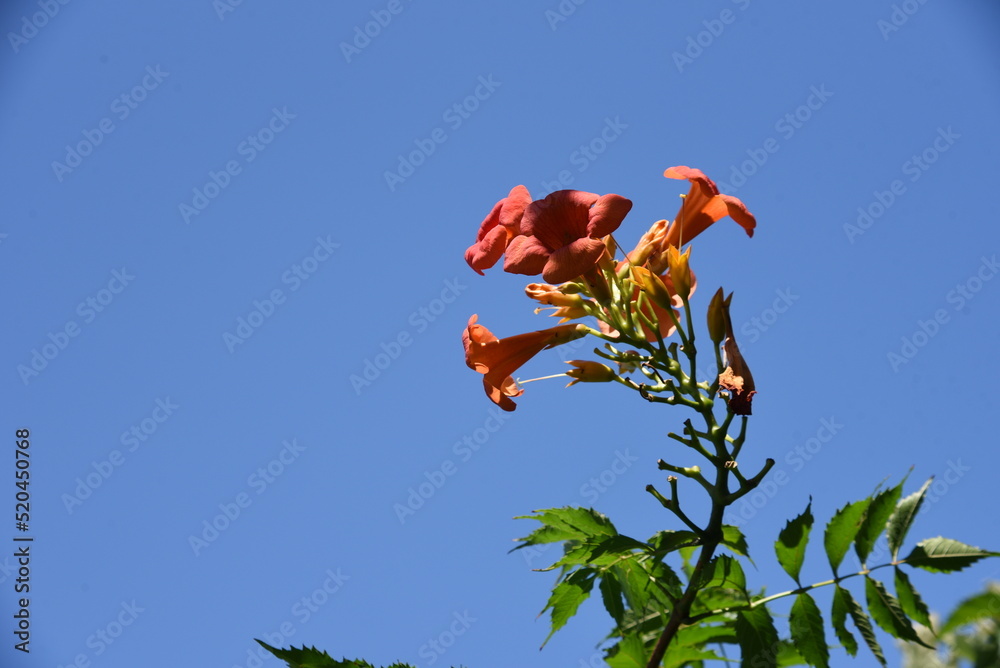 Trumpet creeper flowers. Bignoniaceae deciduous vine shrub, native to ...