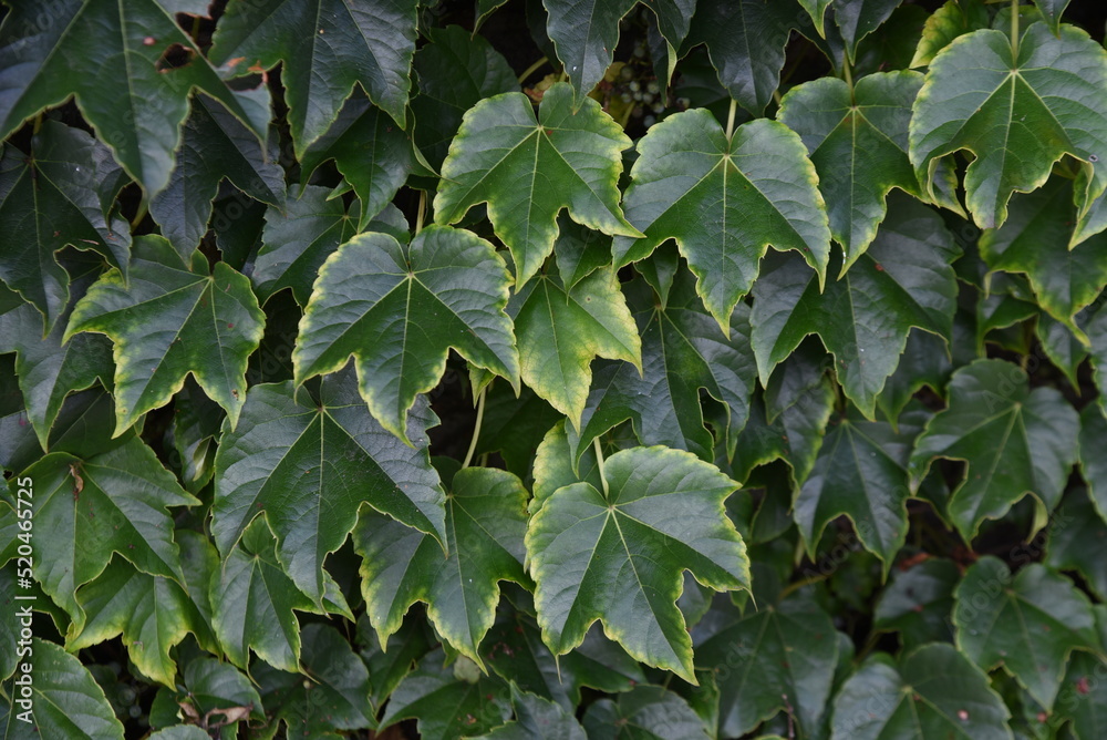 Ivy that runs along walls and tree trunks. Vitaceae deciduous vine ...