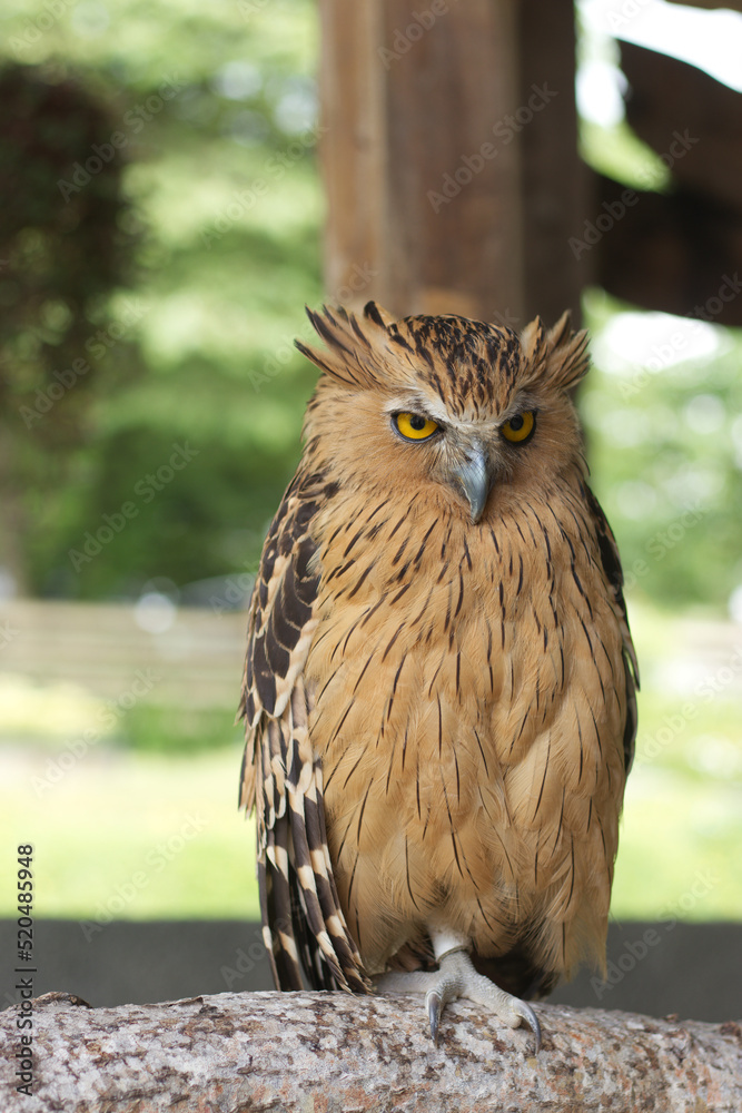The Buffy Fish Owl also known as the Bubo Ketupu is a fish-eating owl ...