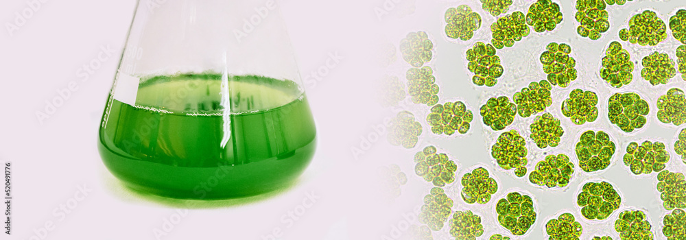 Algal research, energy and healthcare treatment biotechnology ...