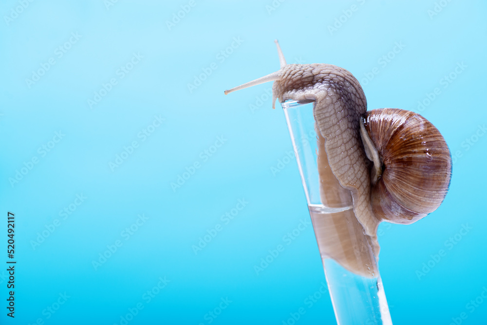 Snail on a chemical test tube on a blue background with space for text ...