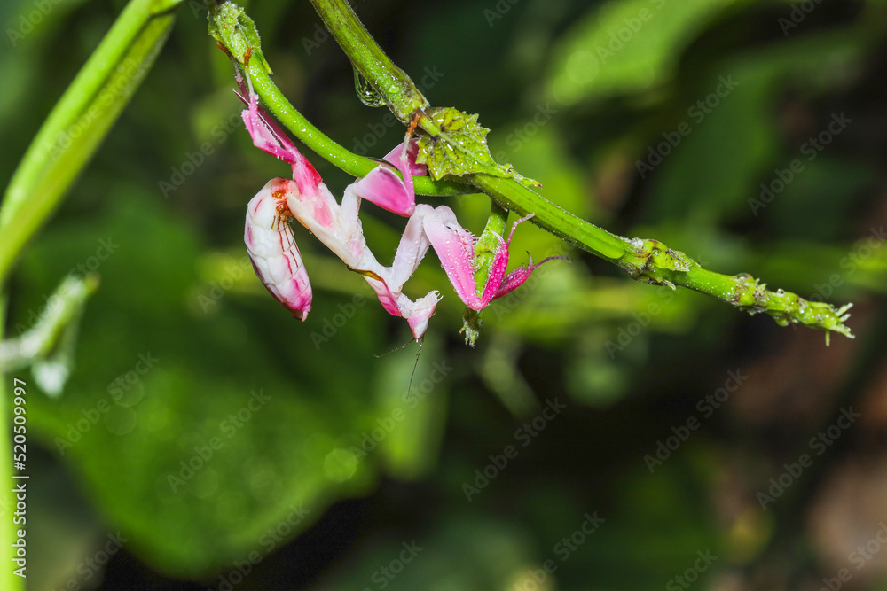 Orchid mantis preying, Pink orchid mantis, Hymenopus coronatus, Walking ...