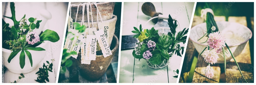 Collage of pictures with natural plants and pots Stock Photo | Adobe Stock