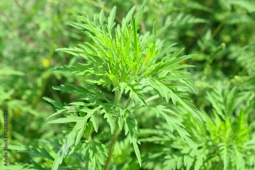 Common ragweed, Ambrosia artemisiifolia, is a widespread invasive ...