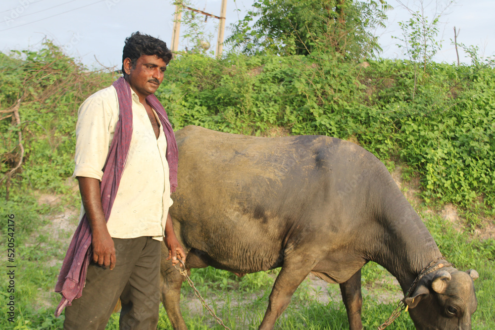 Young indian farmer with his buffalo at dairy farm ,Indian man is ...