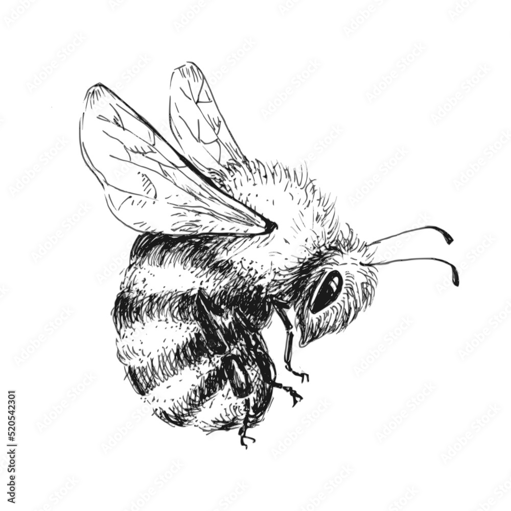Honey bee sketch on white background. Flying insect. Vintage drawing ...