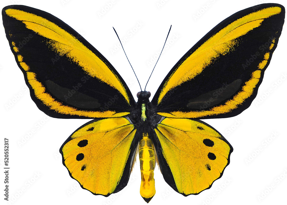 Ornithoptera priamus (male) X Ornithoptera croesus (female) (hybrid ...