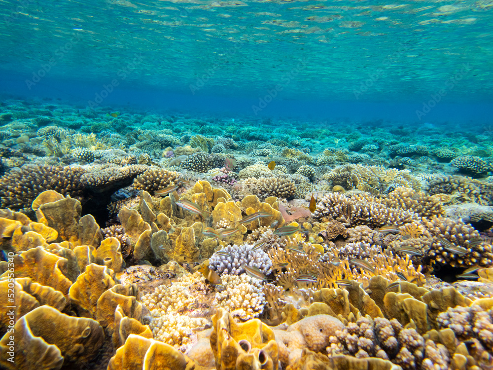 Fabulously beautiful seabed of the Red Sea Stock Photo | Adobe Stock