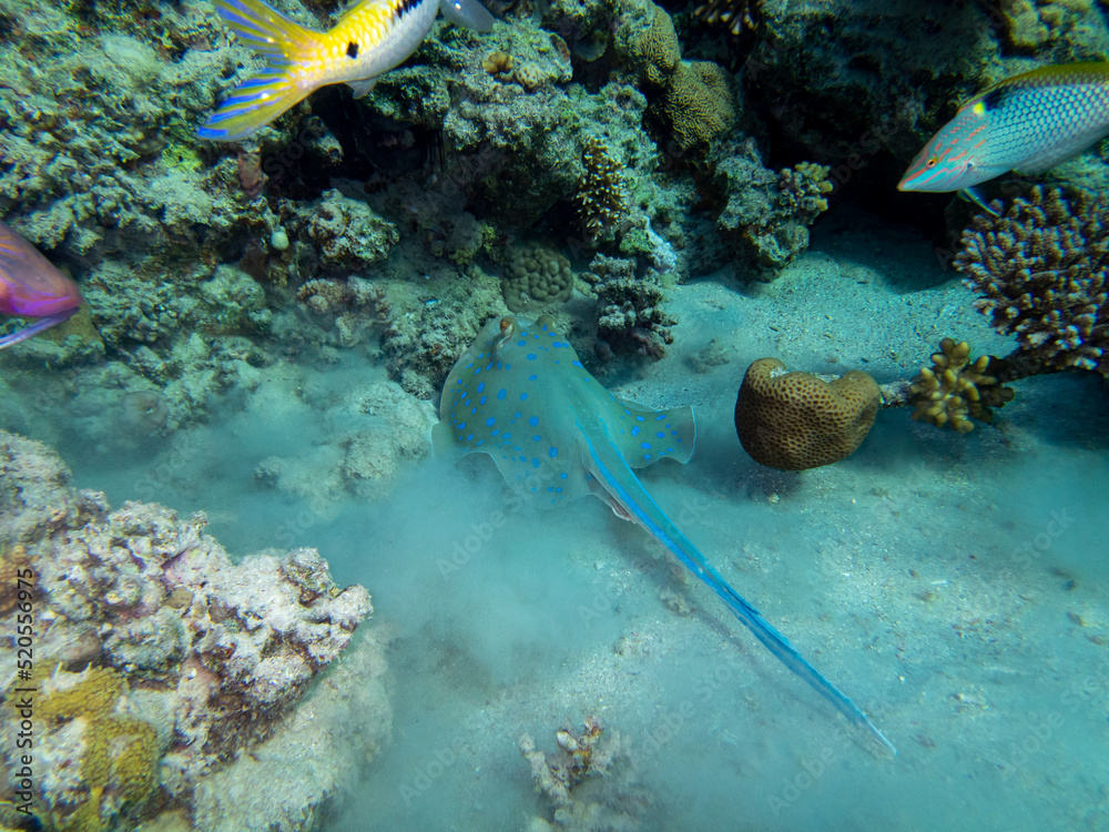 Stingray at the bottom of the Red Sea, Egypt, Hurghada Stock Photo ...