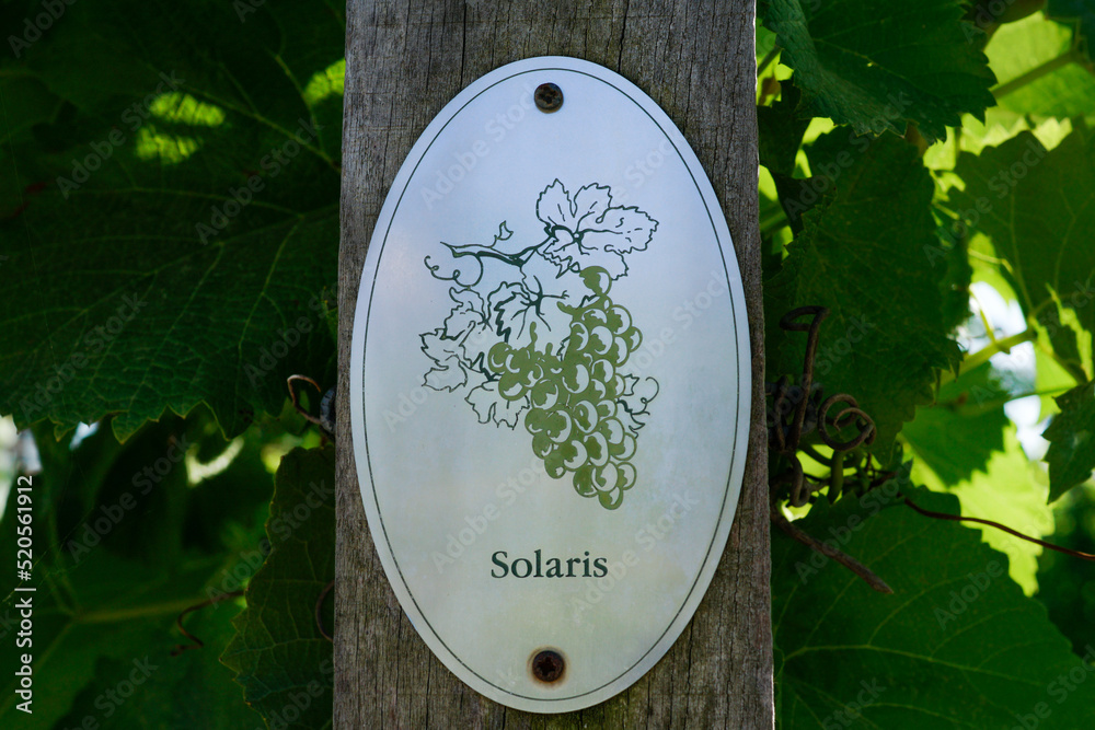 Vine plants with a "Solaris" sign on a vineyard. "Solaris" is a white ...