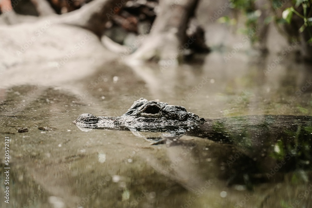 Young alligator swimming in the water with eyes and nose coming out ...
