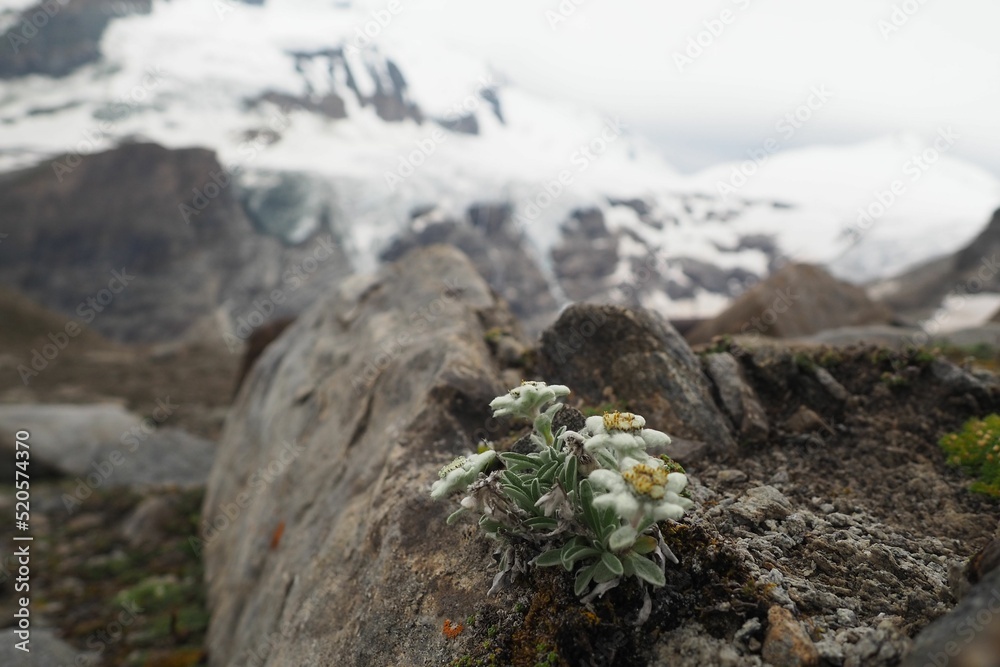 White Edelweiss (leontopodium alpinum), endangered flower and symbol of ...