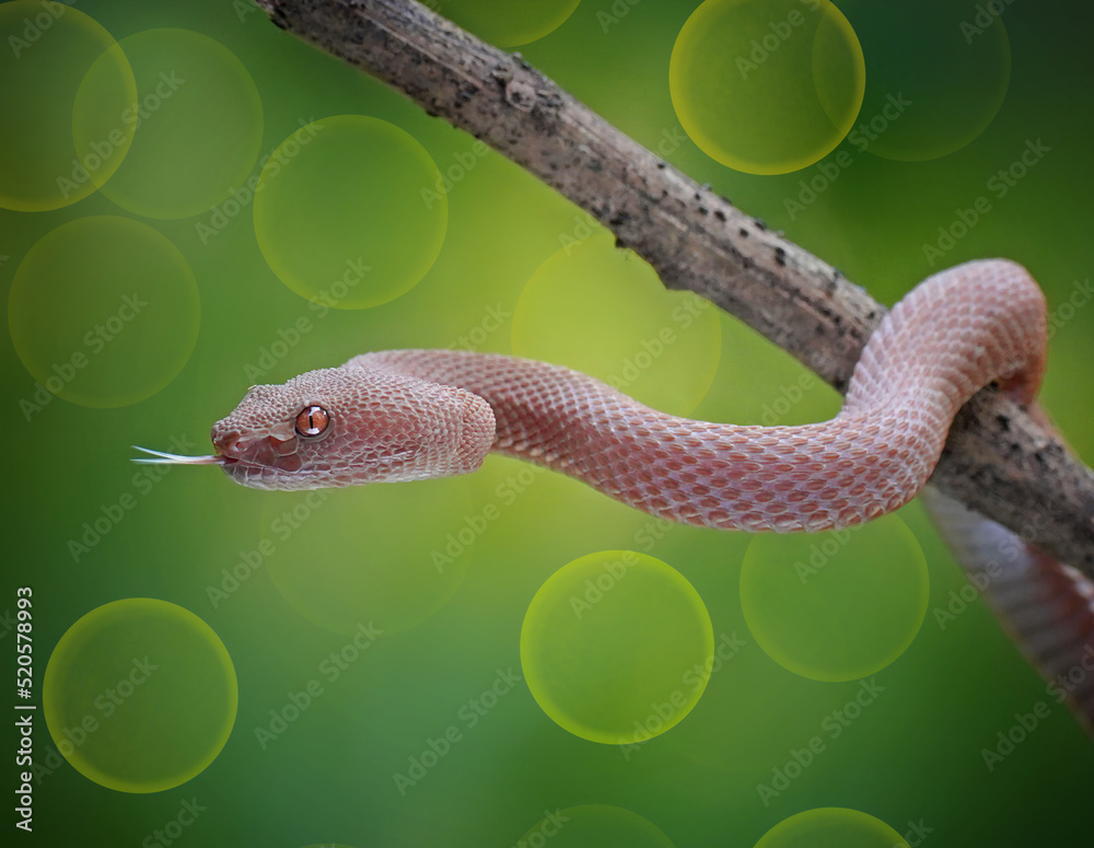 Pink Trimeresurus Purpureomaculatus Snake, Dangerous & Venomous Stock ...