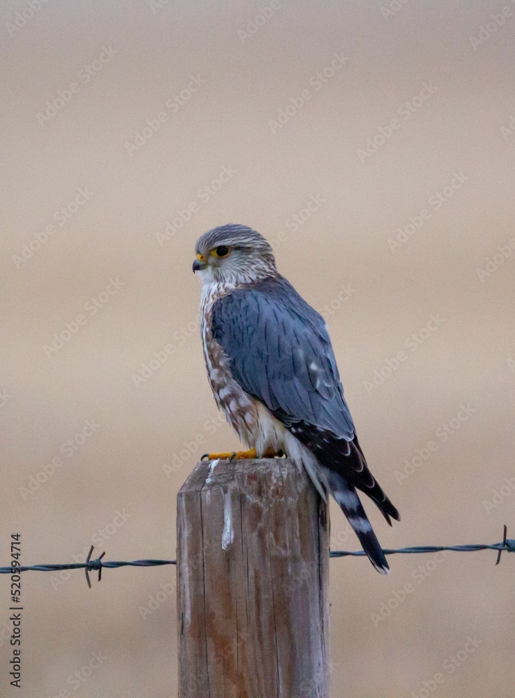Closeup shot of a merlin Stock Photo | Adobe Stock