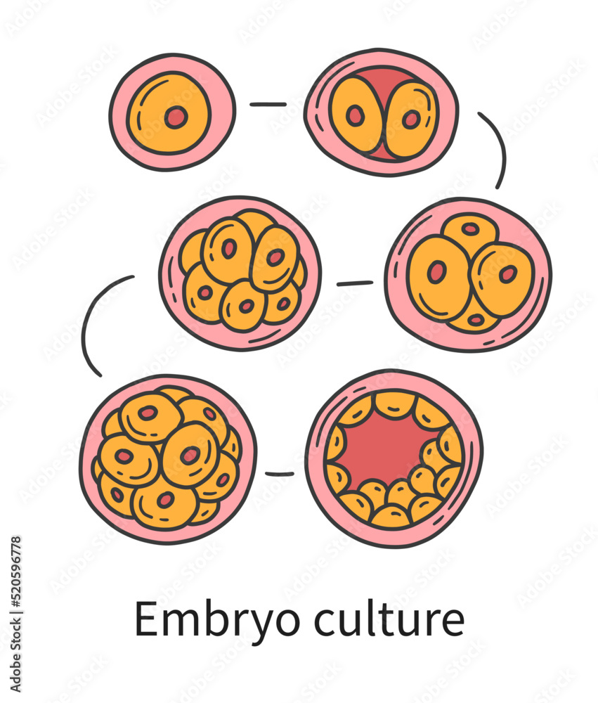 Embryo culture at in vitro fertilisation IVF. Transfer, cleavage and blastocyst cell stages ...