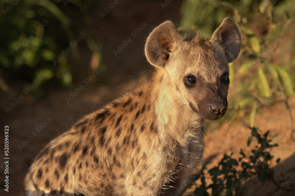 Baby Brown Hyena