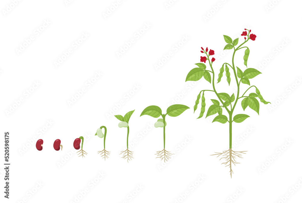 Kidney bean growing process from seed to sprout, adult plant and flower ...