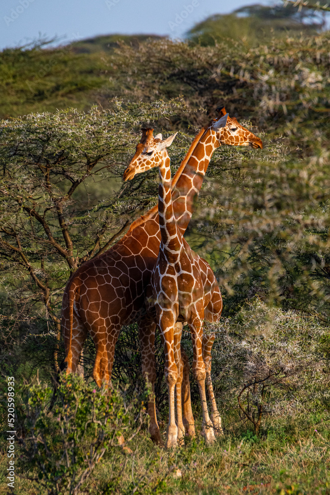 Reticulated giraffe (Giraffa camelopardalis reticulata) (Giraffa ...