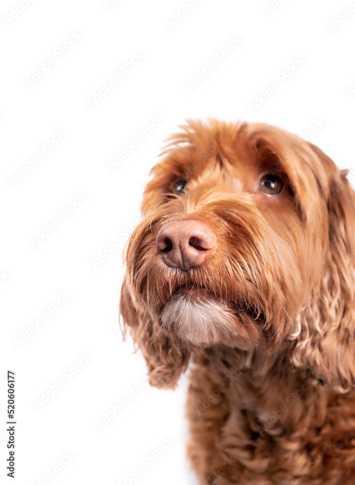 Labradoodle dog looking up with selective focus on nose and mouth. Cute ...
