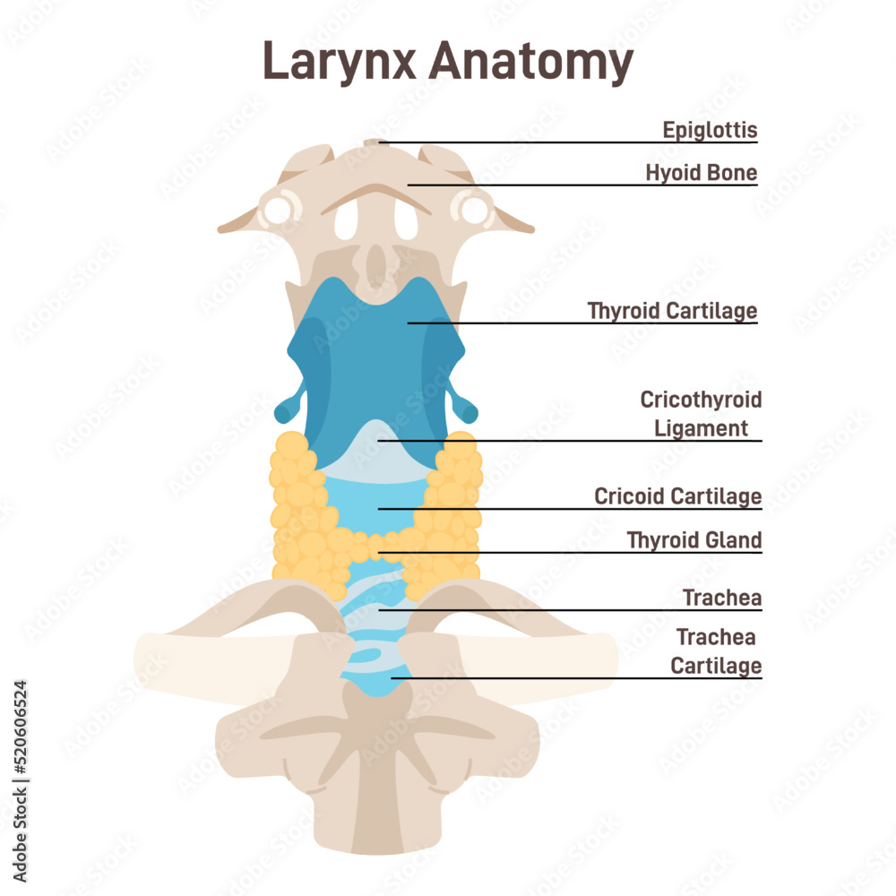 Vetor de Larynx anatomy. Anterior trachea parts. Cartilaginous skeleton ...
