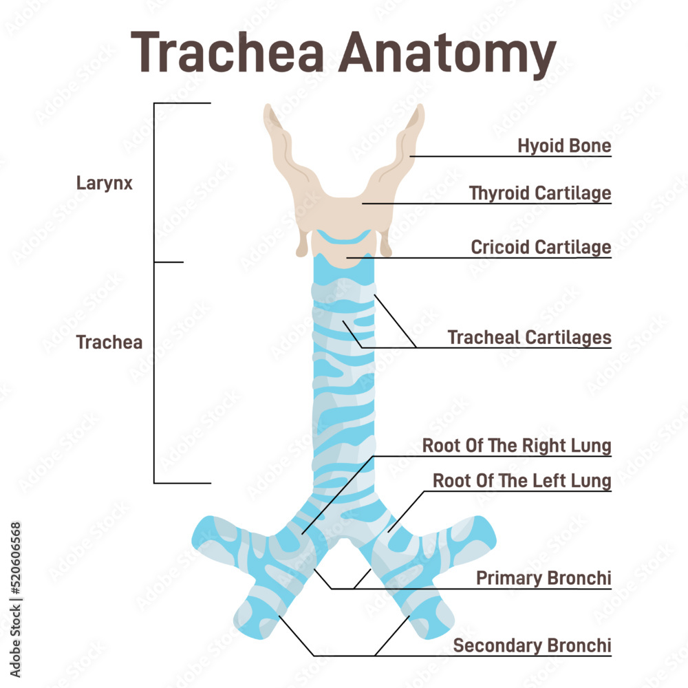 Trachea anatomy. Anterior trachea parts, cartilaginous tube that ...