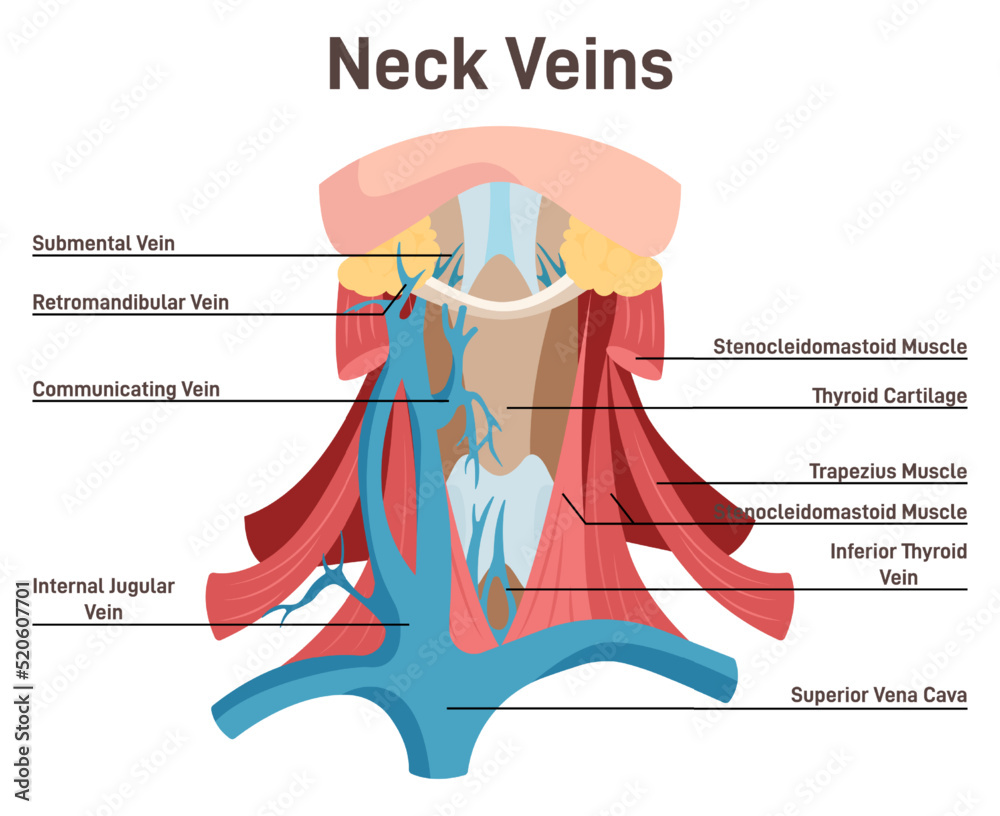 Blood vessels of the neck. Didactic scheme of neck anatomy Stock Vector ...