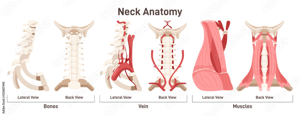 Neck anatomy front and side view. Didactic scheme of anatomy Stock ...