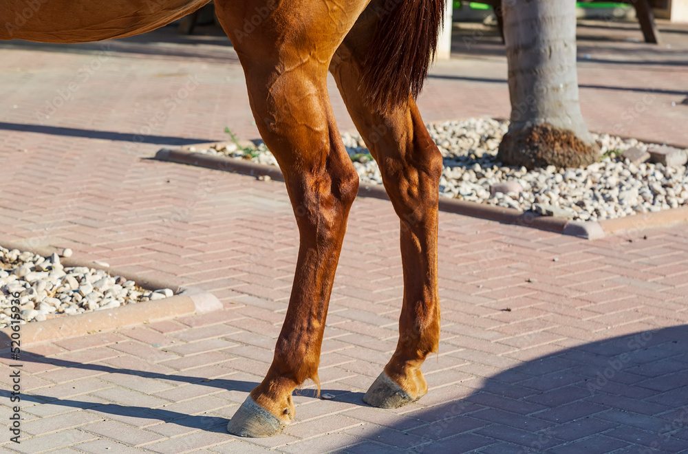 Close up of a horse's hind legs and hooves in resting position on a ...