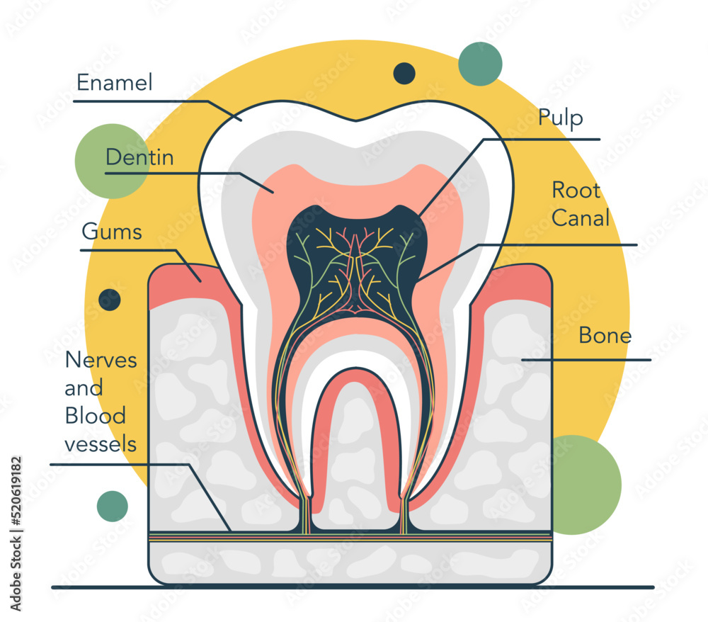 Human tooth structure. Cross section scheme representing tooth layers ...
