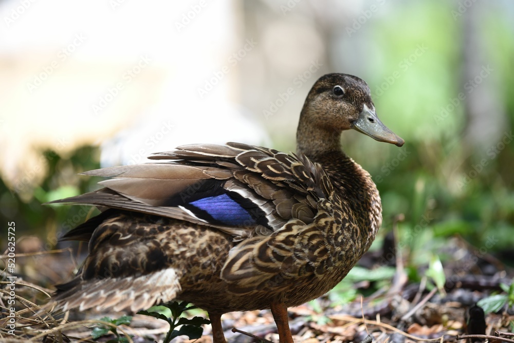 Hawaiian Duck