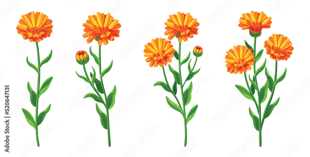 Set of beautiful yellow calendula in cartoon style. Vector illustration ...