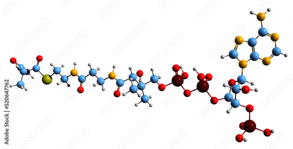3D image of Methylmalonyl-CoA skeletal formula - molecular chemical ...