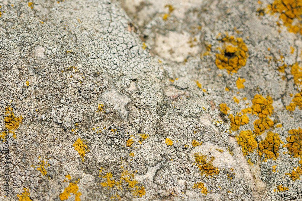 Lichen on quartzite sandstone surface. A pioneer lichen in Bare Rock ...