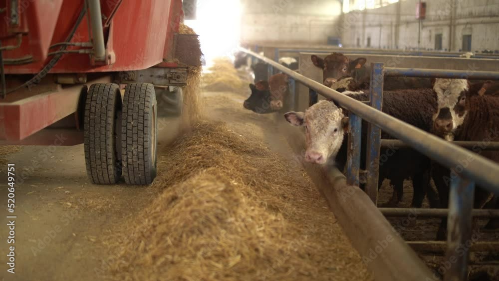 Cattle farm, feed pouring. Close-up of a special truck pouring feed for ...