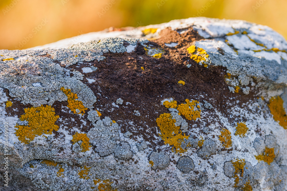 Lichen on quartzite sandstone surface. A pioneer lichen in Bare Rock ...
