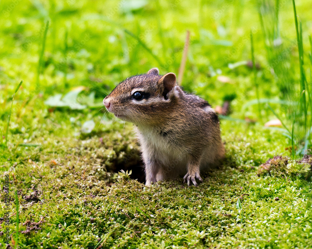Chipmunk Stock Photo and Image. In the field coming out of its den and ...